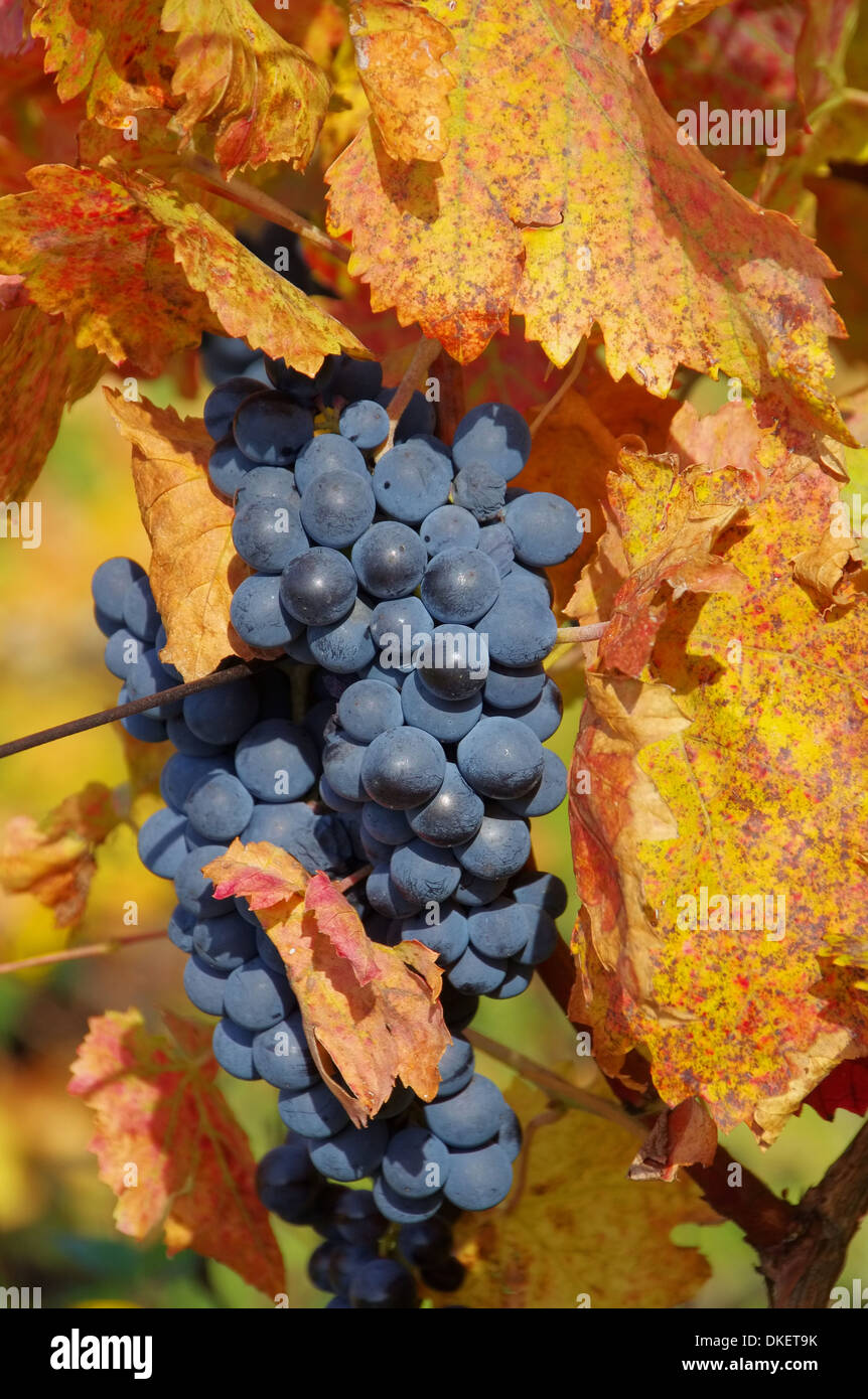 Weintraube Stock Photos & Weintraube Stock Images - Alamy