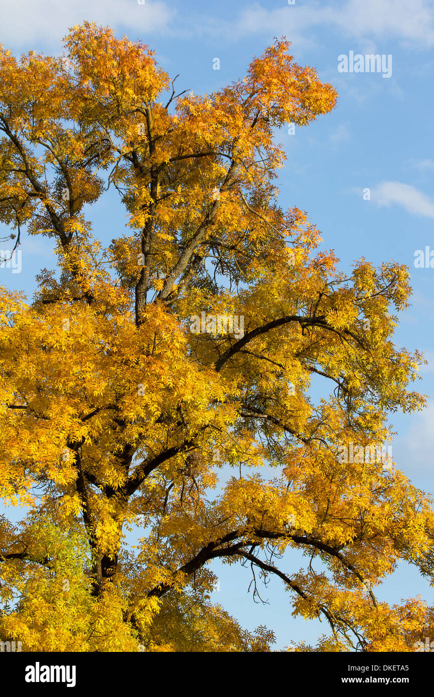 Beautiful fall color tree hi-res stock photography and images - Alamy