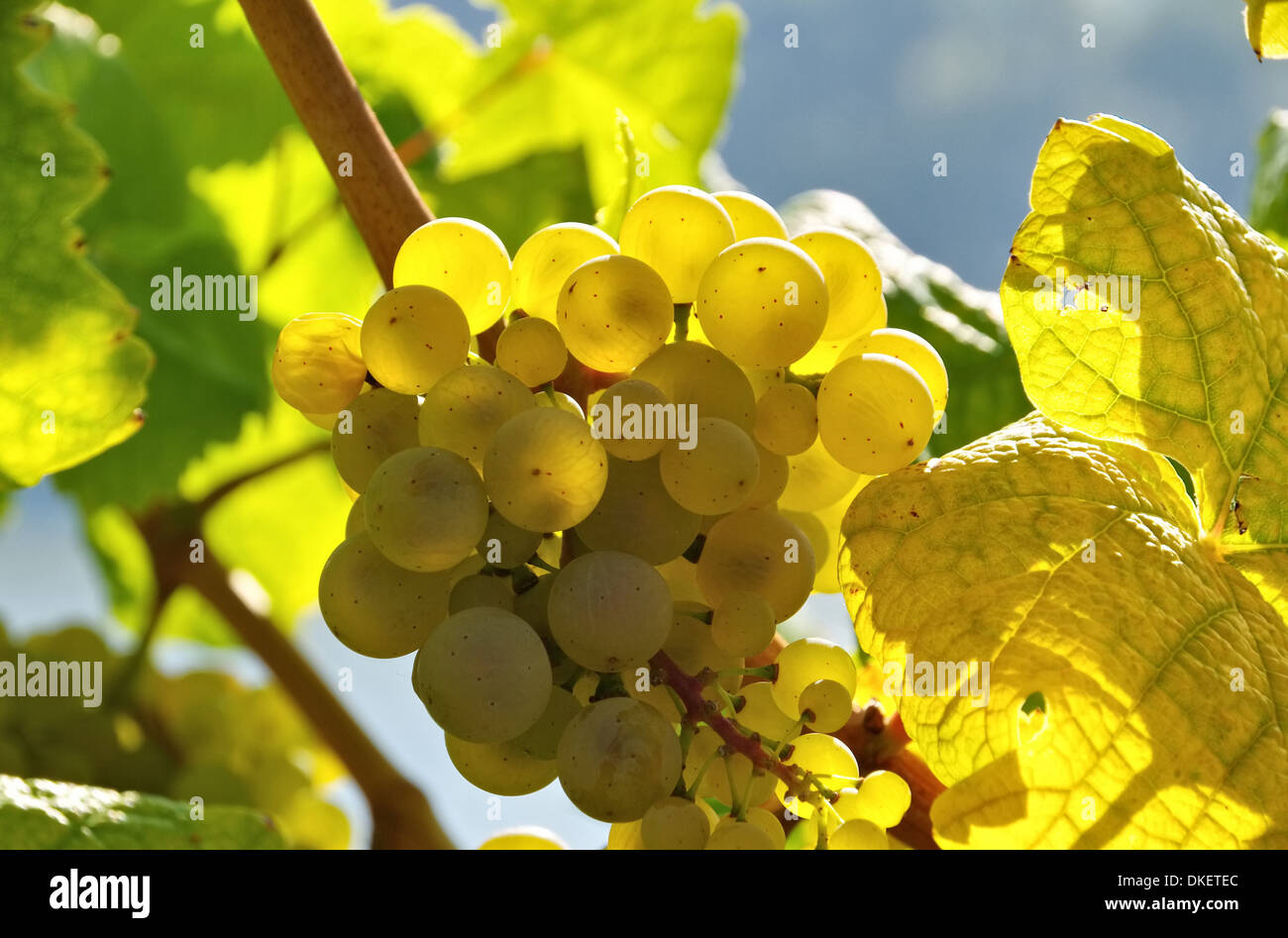 Weintraube weiss - grape white 20 Stock Photo - Alamy
