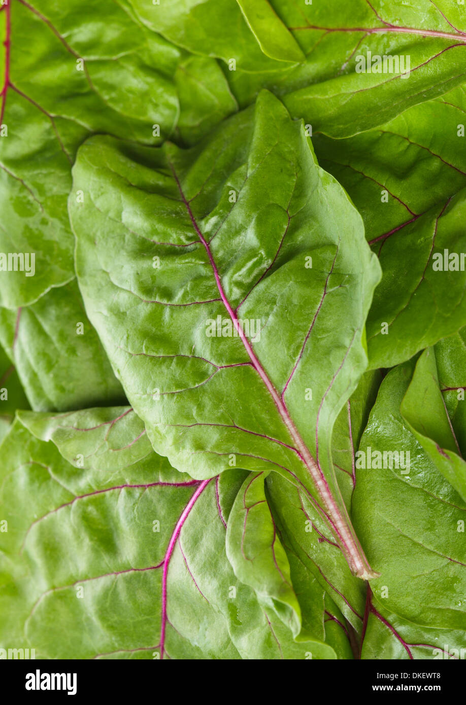 Fresh mangold leaves as a food background Stock Photo - Alamy