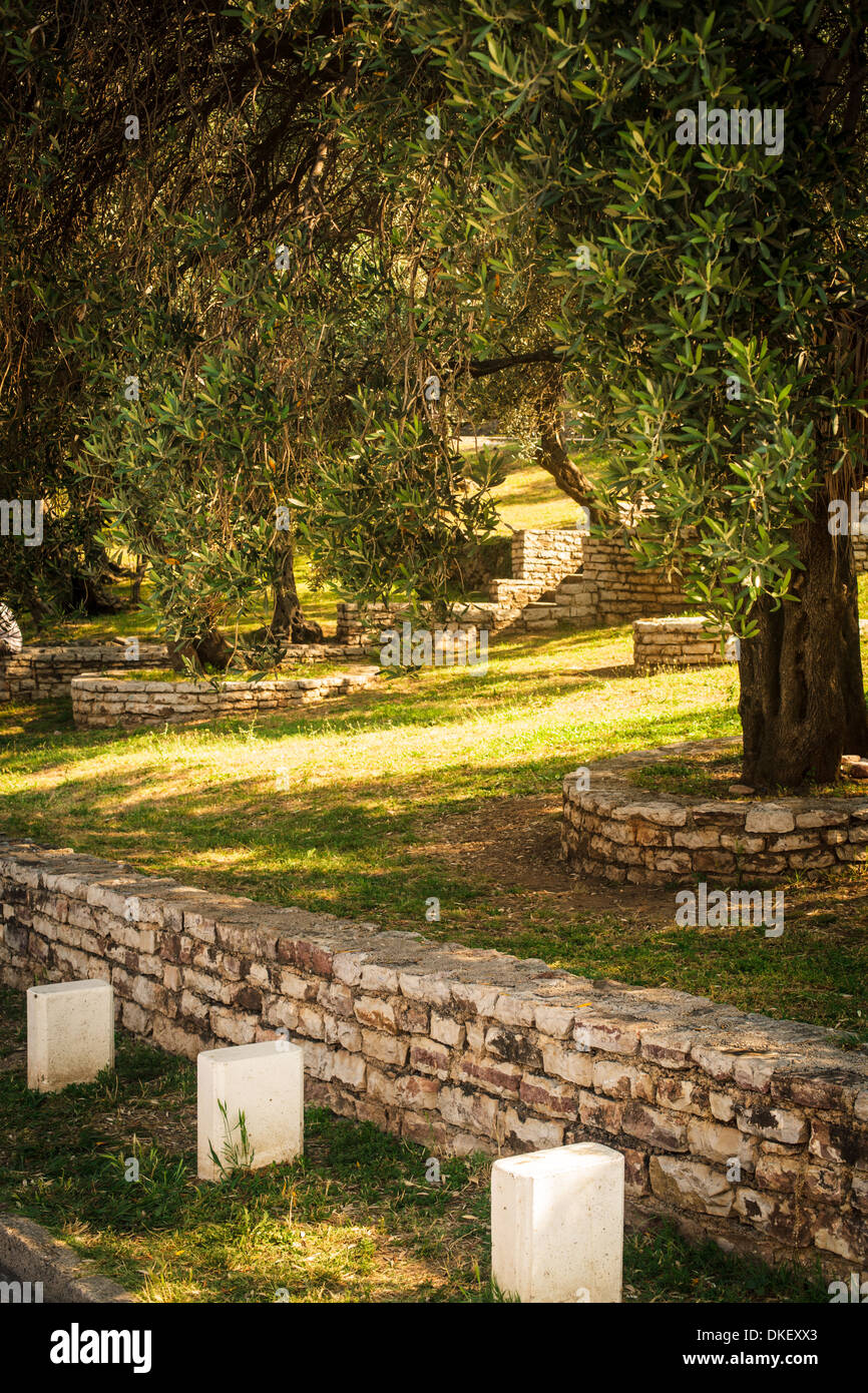 Olive trees. Mediterranean garden in the morning Stock Photo - Alamy