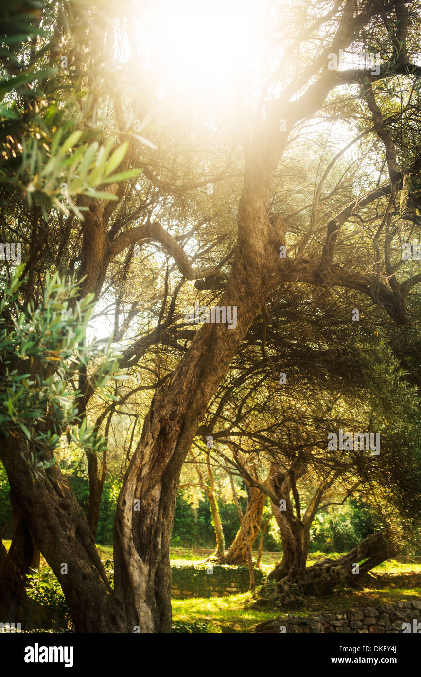 Olive trees. Mediterranean garden in the morning Stock Photo - Alamy