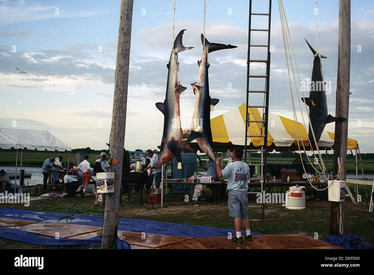 Jun 17, 2009 - Freeport, New York, USA - Bloody toothed shark pulled ...