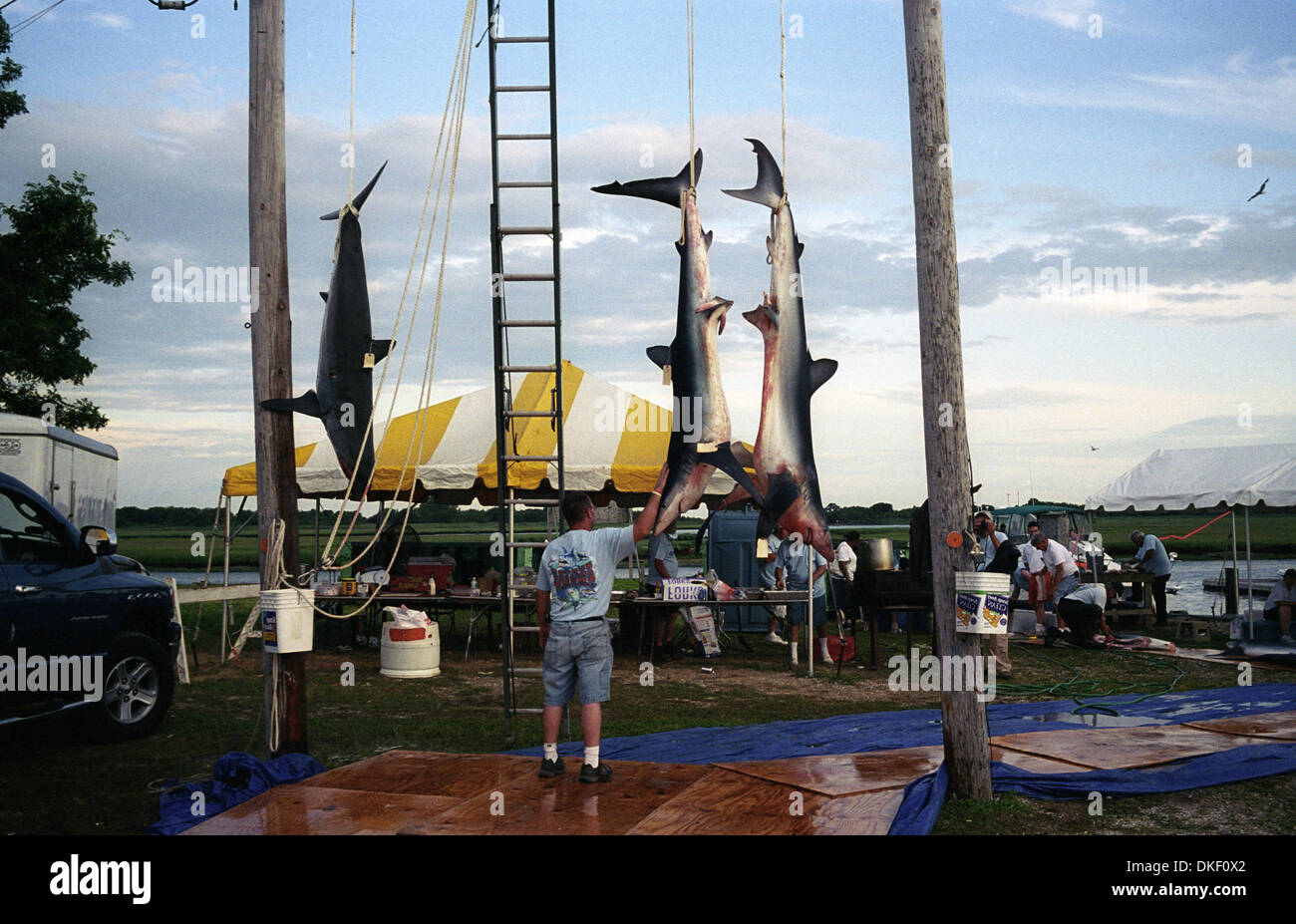 Jun 17, 2009 - Freeport, New York, USA - Bloody toothed shark pulled ...