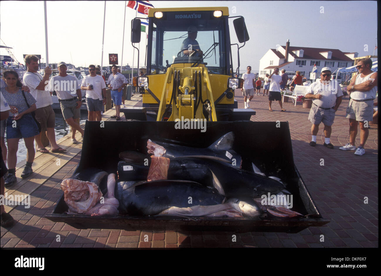 Jun 17, 2009 - Freeport, New York, USA - Bloody toothed shark pulled ...