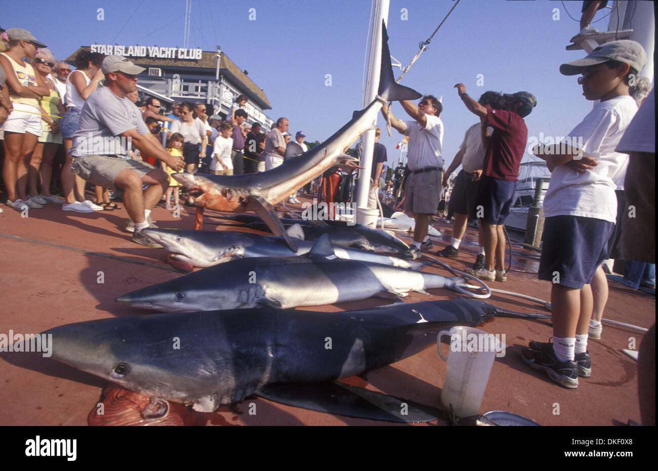 Jun 17, 2009 - Freeport, New York, USA - Bloody toothed shark pulled ...