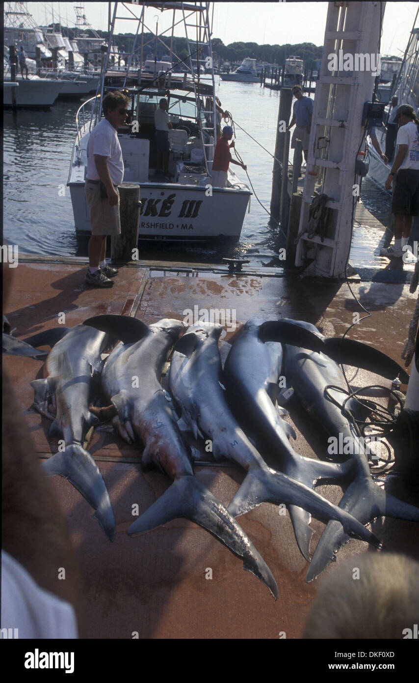 Jun 17, 2009 - Freeport, New York, USA - Bloody toothed shark pulled ...