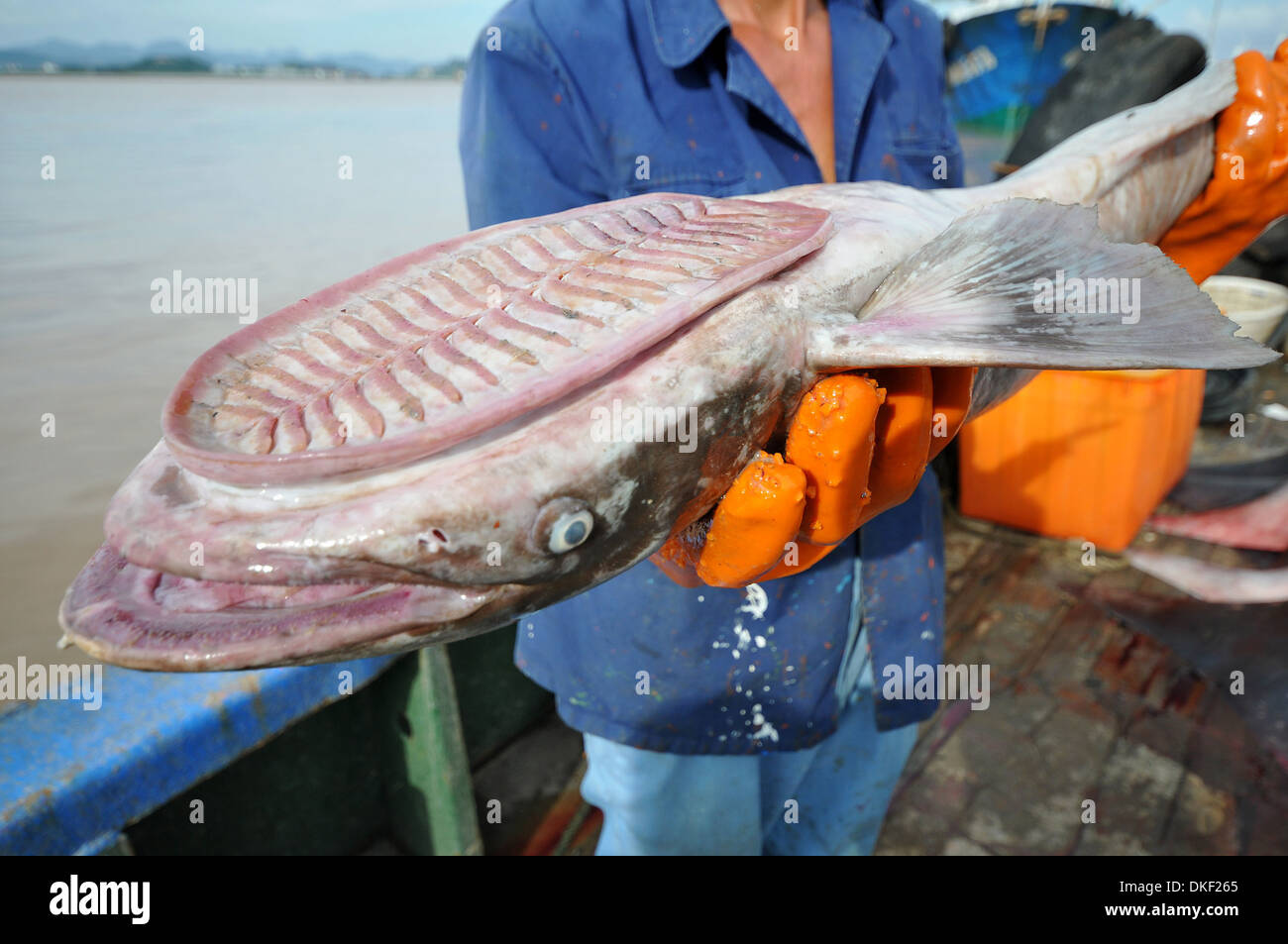 Frankenfish hi-res stock photography and images - Alamy