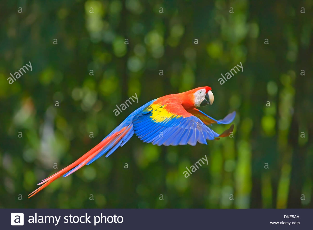 Scarlet Macaw Flying Stock Photos & Scarlet Macaw Flying Stock Images ...