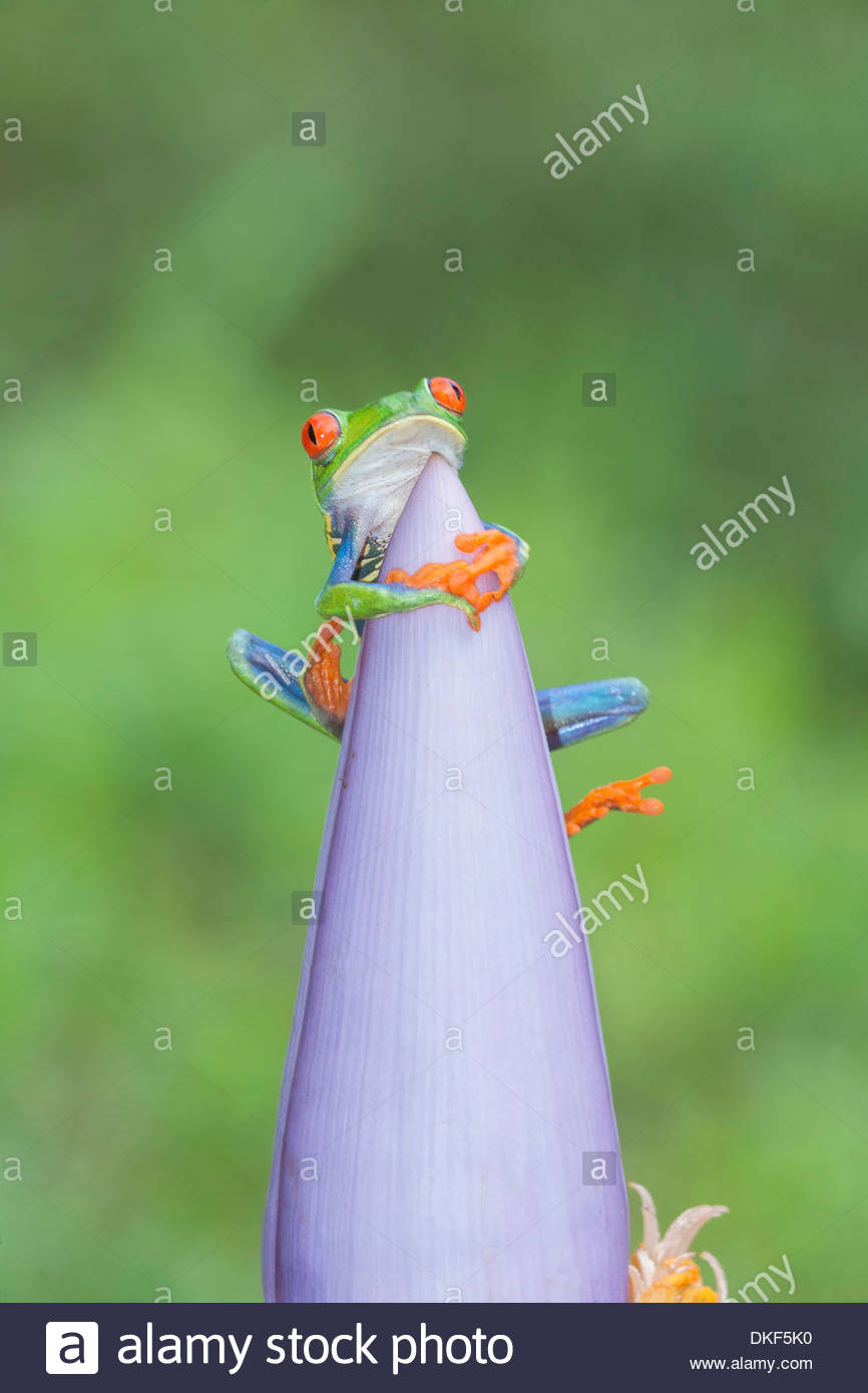 Beautiful Frog High Resolution Stock Photography and Images - Alamy