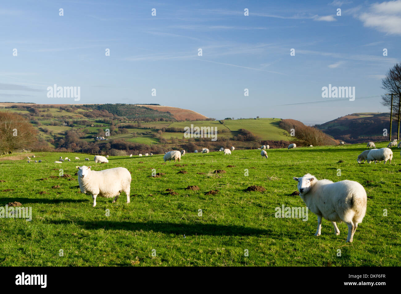 Sheep valleys hi-res stock photography and images - Alamy
