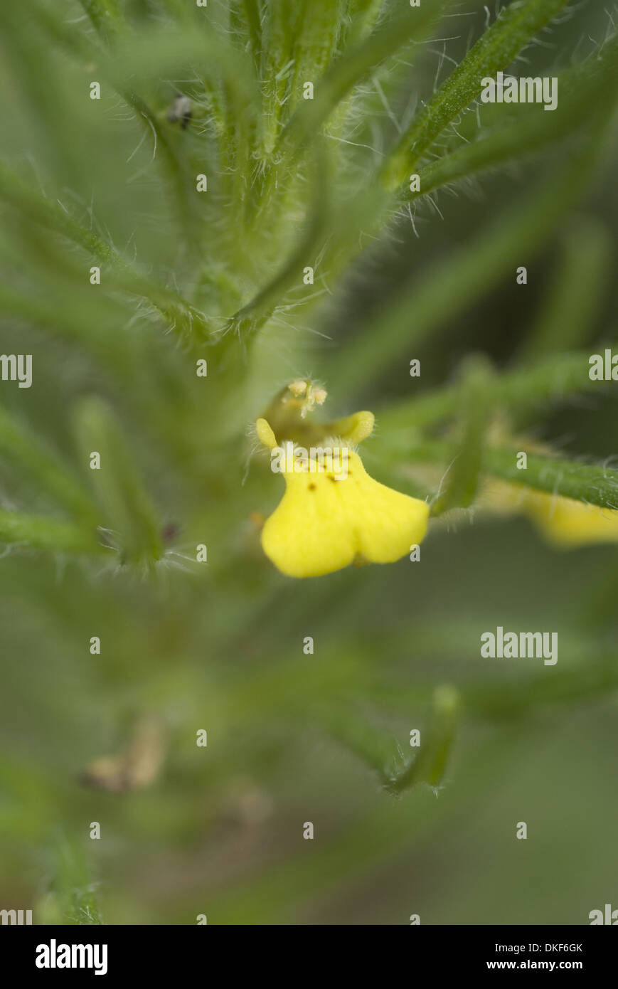 yellow bugle, ajuga chamaepitys Stock Photo - Alamy