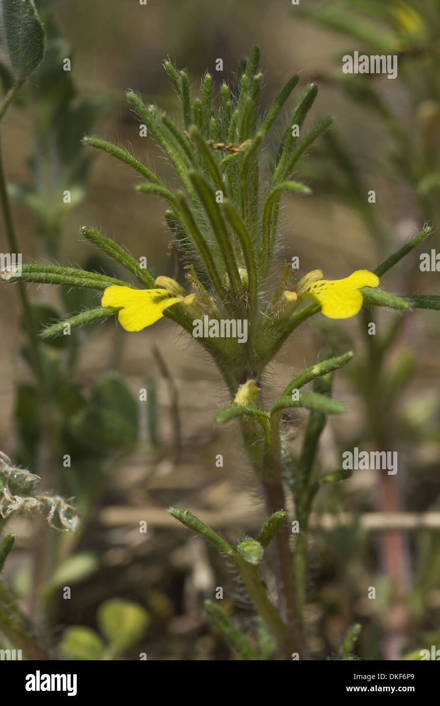 Yellow bugles hi-res stock photography and images - Alamy