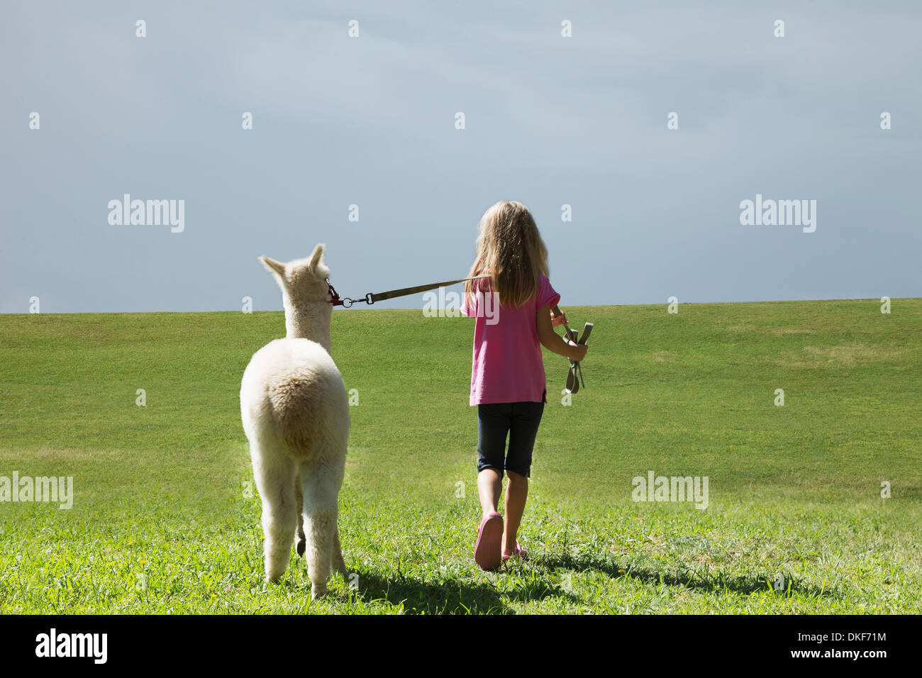 Girl walking alpaca Stock Photo - Alamy