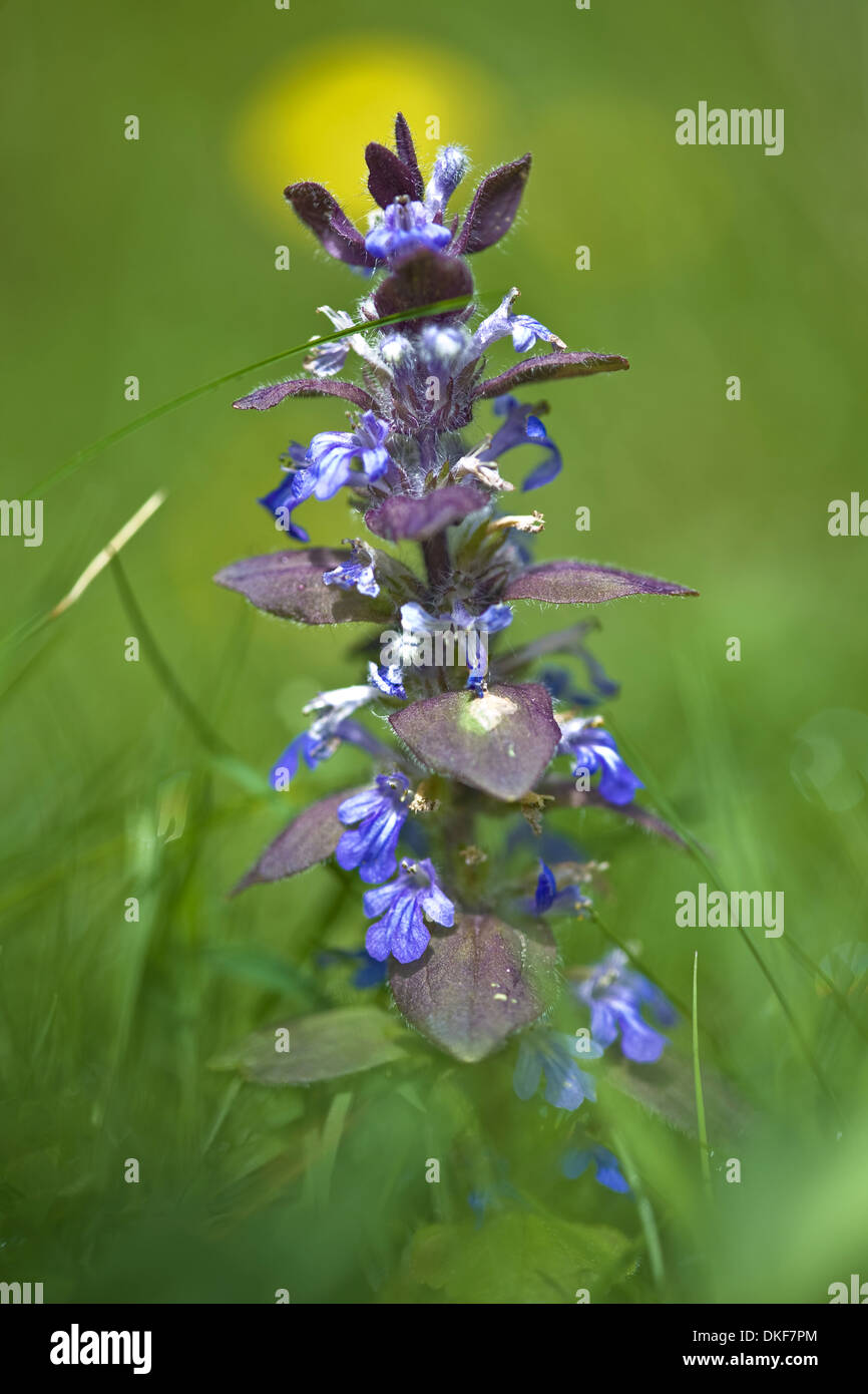 pyramidal bugle, ajuga pyramidalis Stock Photo - Alamy