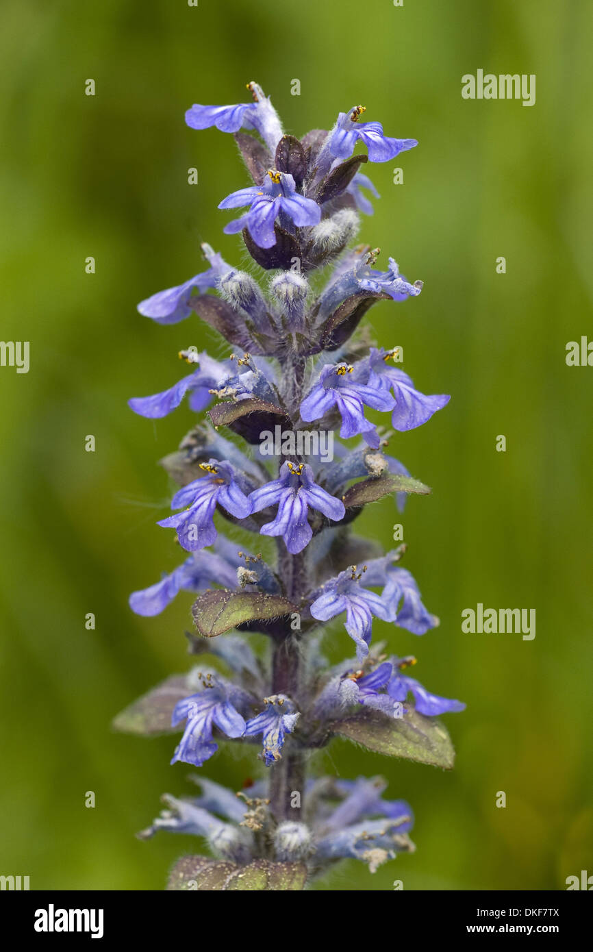 Common bugle hi-res stock photography and images - Alamy