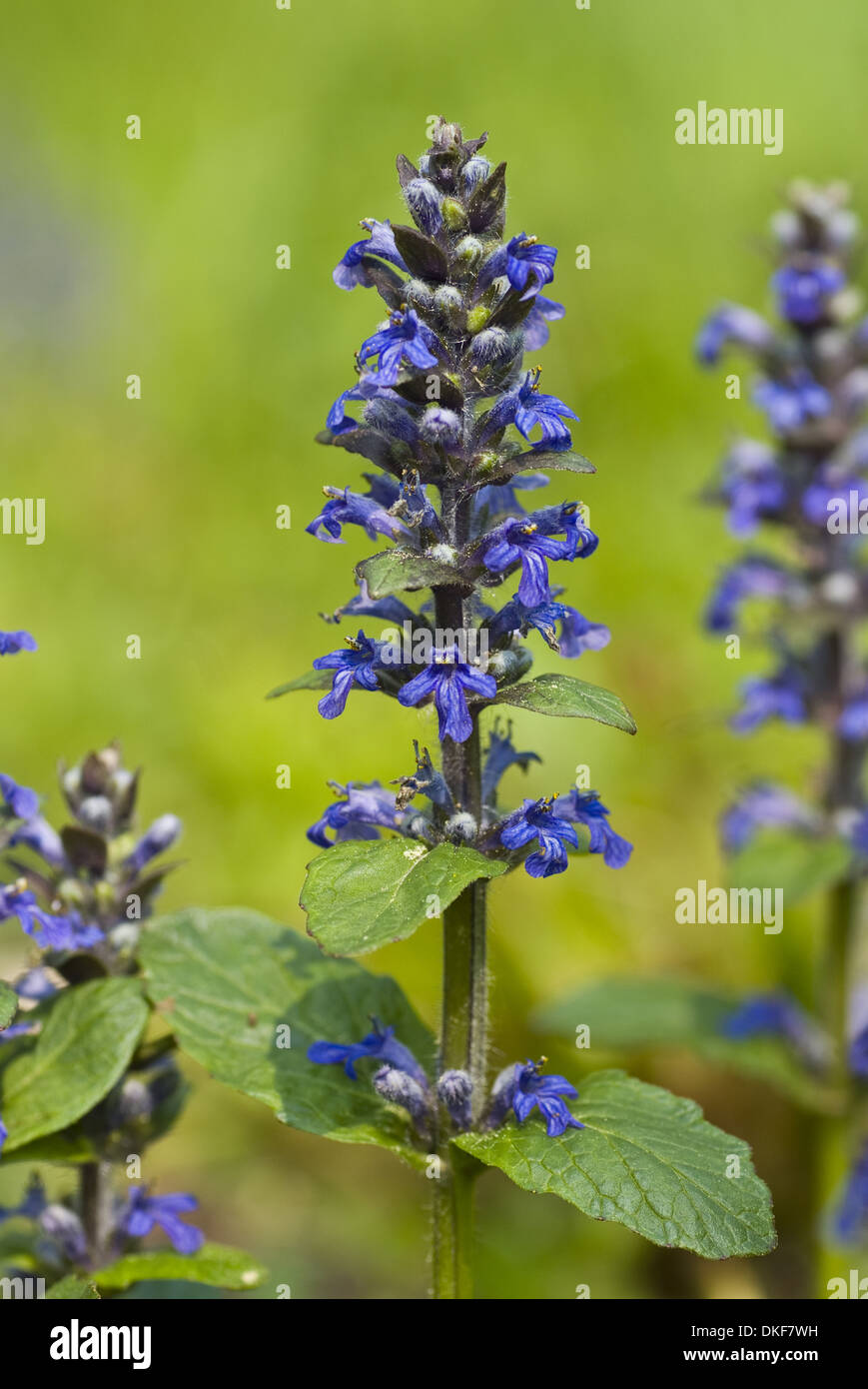 Ajuga reptans High Resolution Stock Photography and Images - Alamy