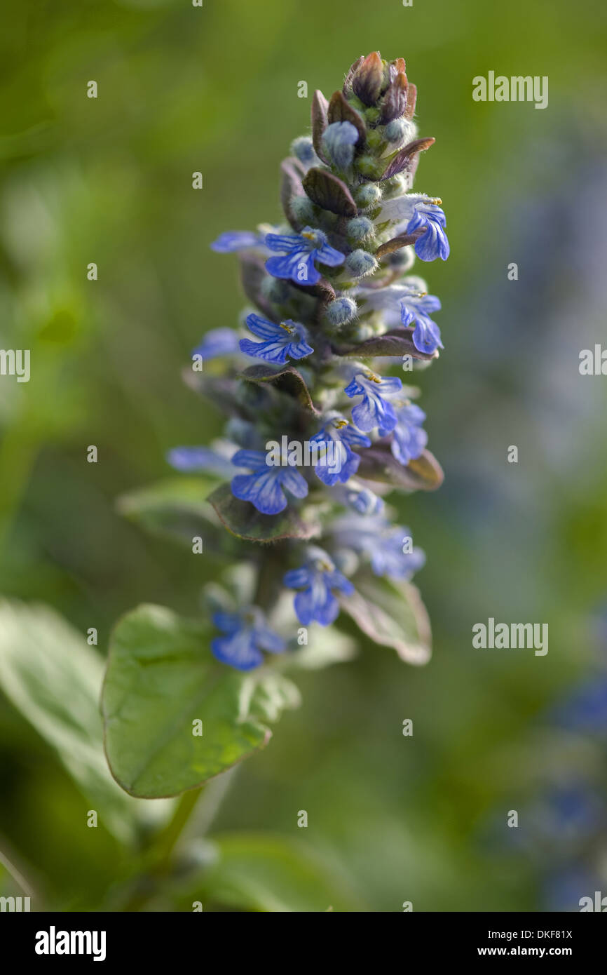 Ajuga reptans hi-res stock photography and images - Alamy