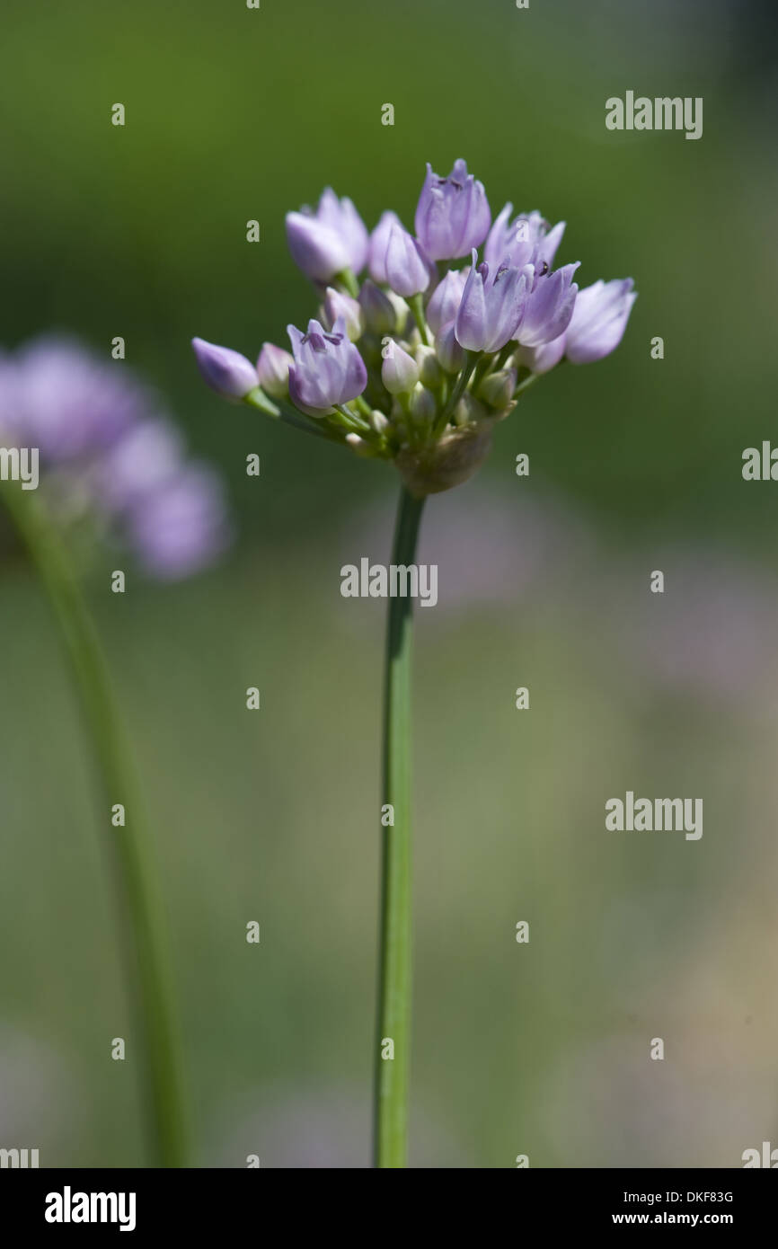 Allium angulosum mouse garlic hi-res stock photography and images - Alamy