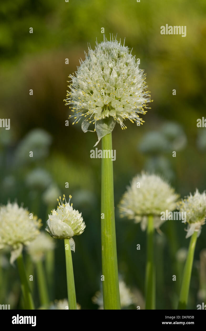 welsh onion, allium fistulosum Stock Photo - Alamy