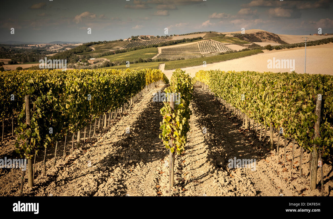 Field of grapevines hi-res stock photography and images - Alamy