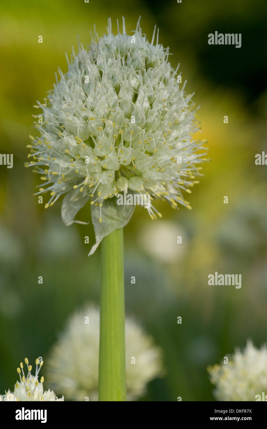 welsh onion, allium fistulosum Stock Photo - Alamy