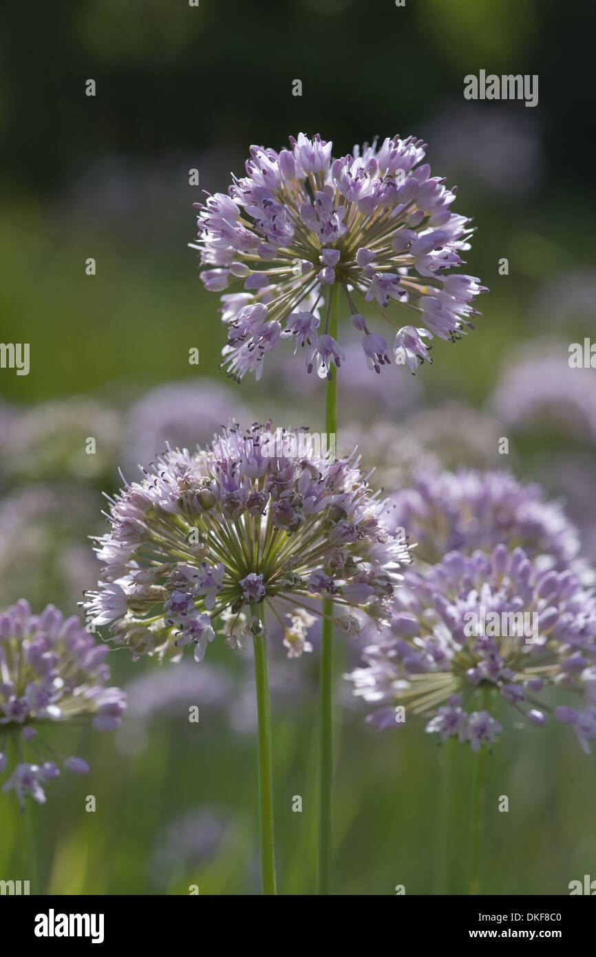 siberian garlic chives, allium nutans Stock Photo - Alamy