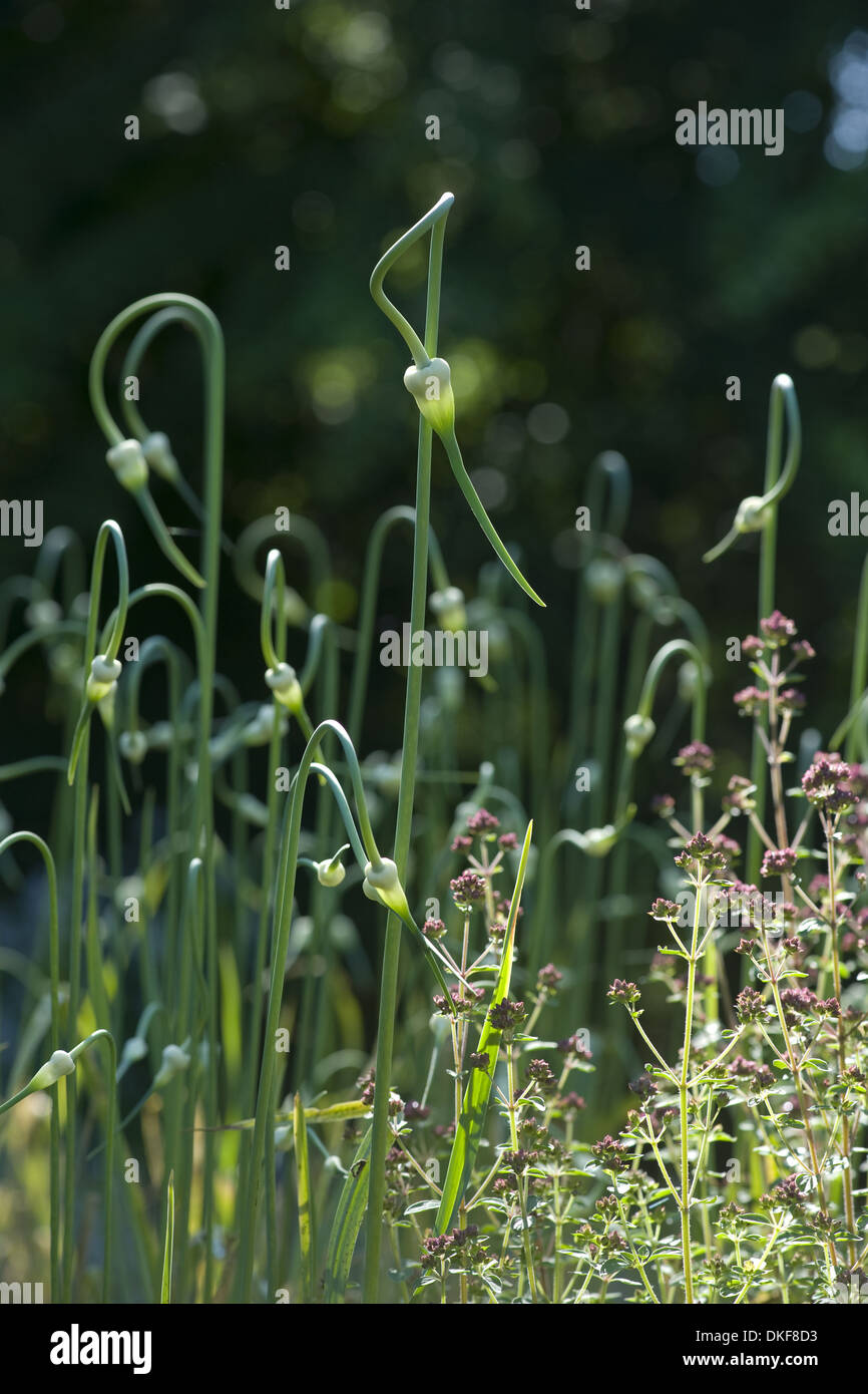 garlic, allium sativum Stock Photo - Alamy