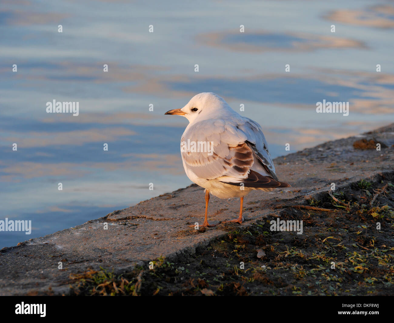 black-headed gull - Larus ridibundus - in the evening sun in front of a ...