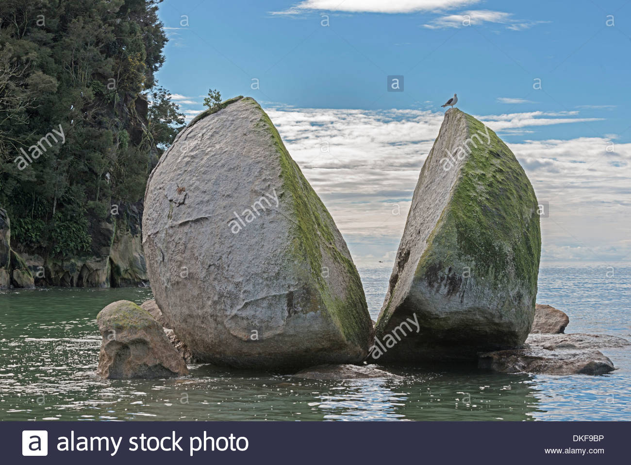 Rock Split Tree High Resolution Stock Photography and Images - Alamy
