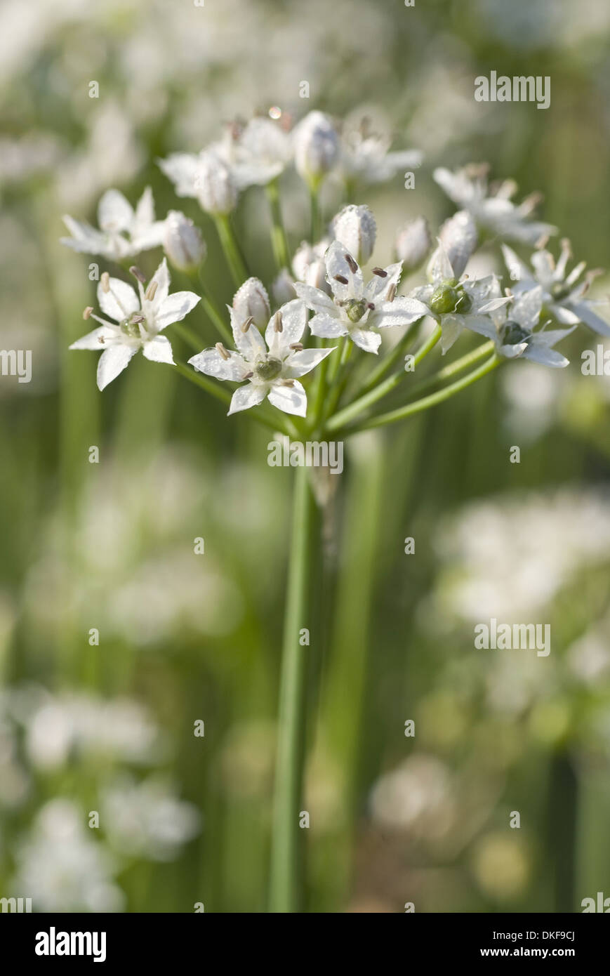 garlic chives, allium tuberosum Stock Photo - Alamy