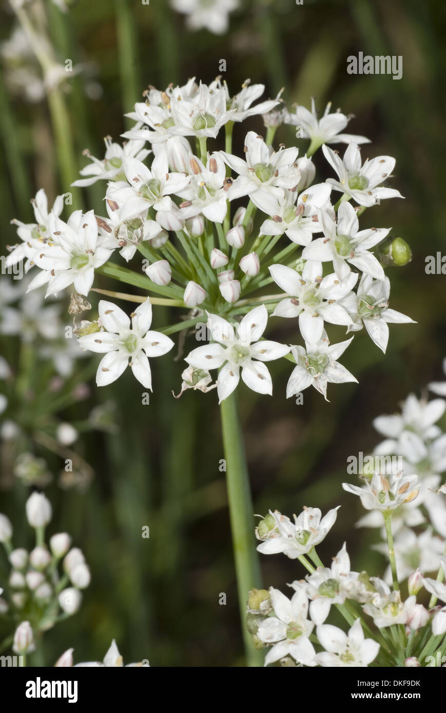 garlic chives, allium tuberosum Stock Photo - Alamy