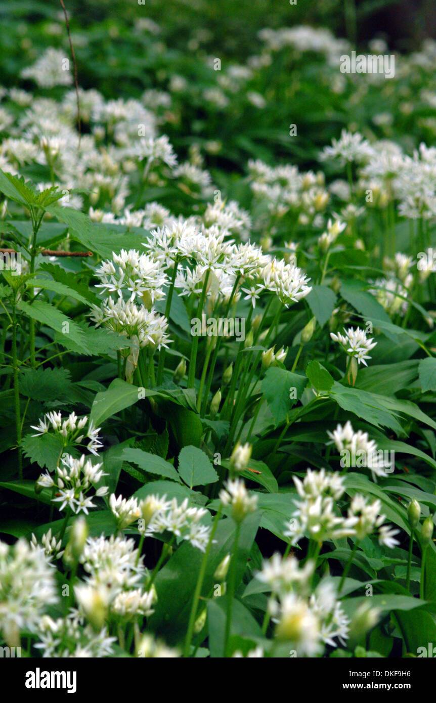 ramsons, allium ursinum Stock Photo - Alamy