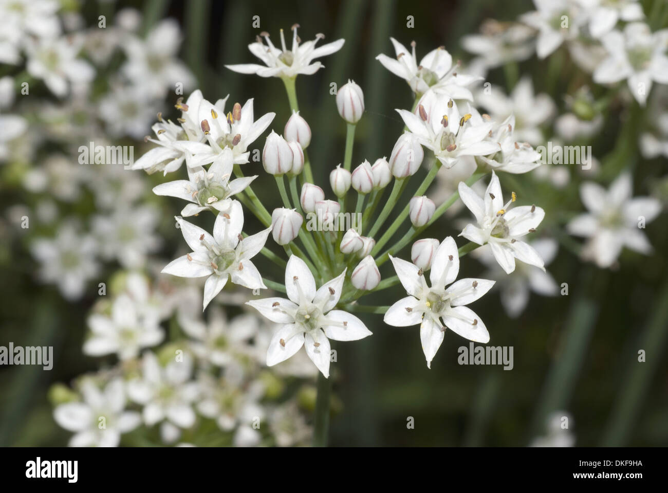 garlic chives, allium tuberosum Stock Photo - Alamy