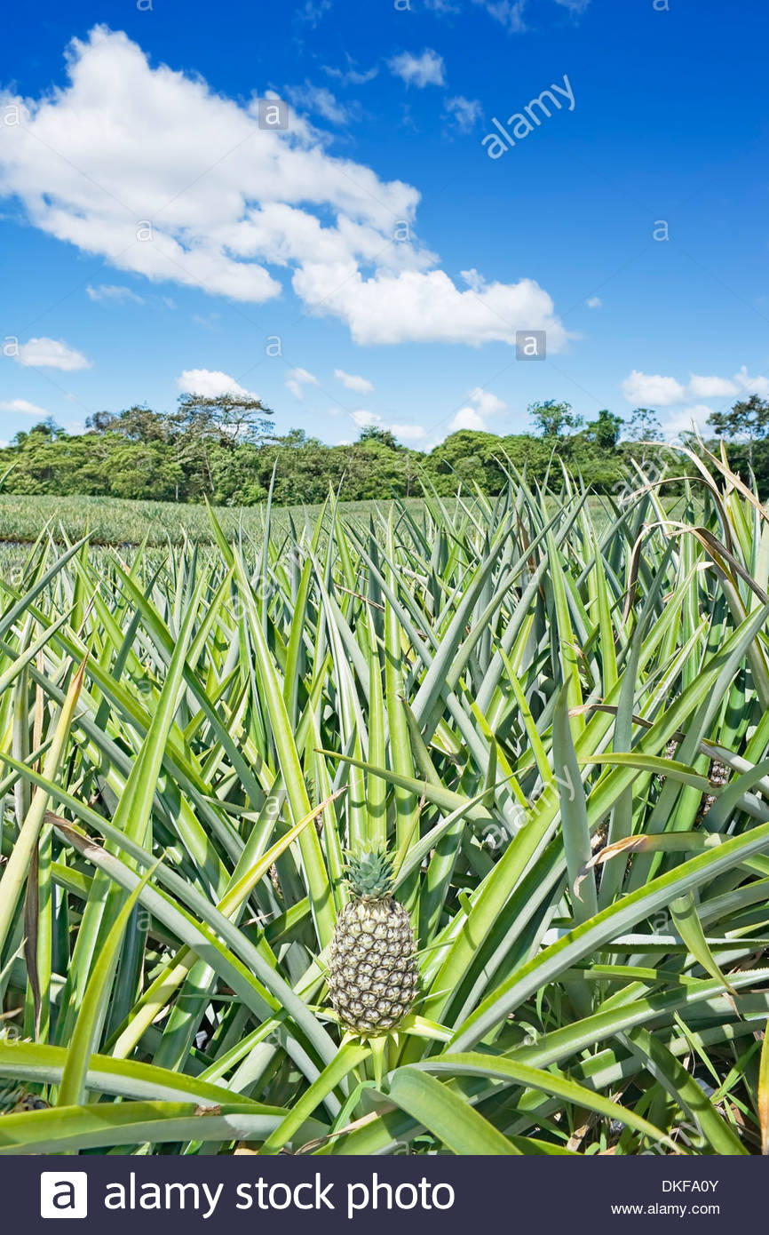 Pineapple Plantation Stock Photos & Pineapple Plantation Stock Images ...