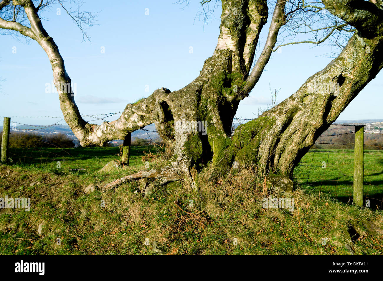 Twisted gnarled tree roots hi-res stock photography and images - Alamy