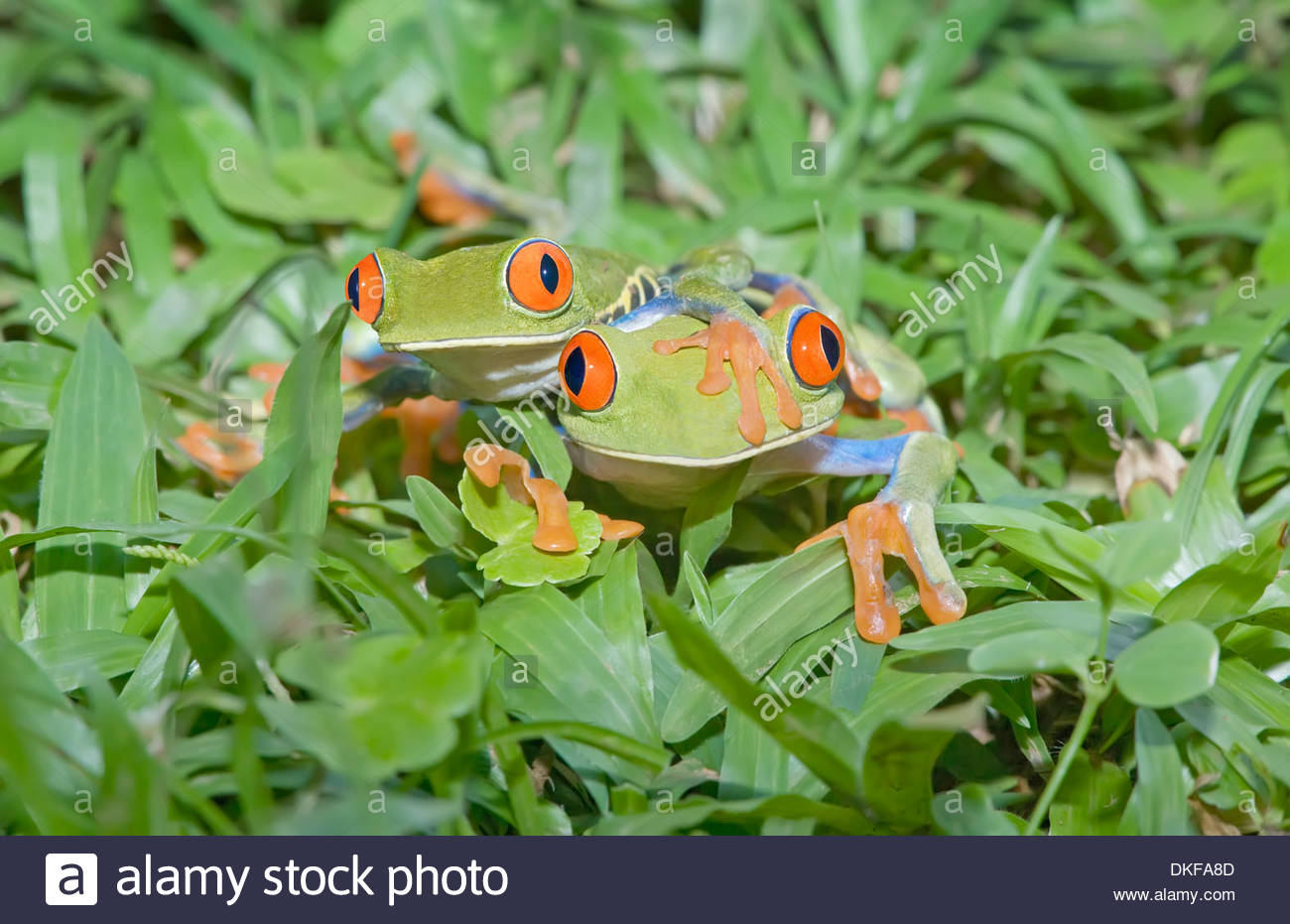 Species Of Plants High Resolution Stock Photography and Images - Alamy