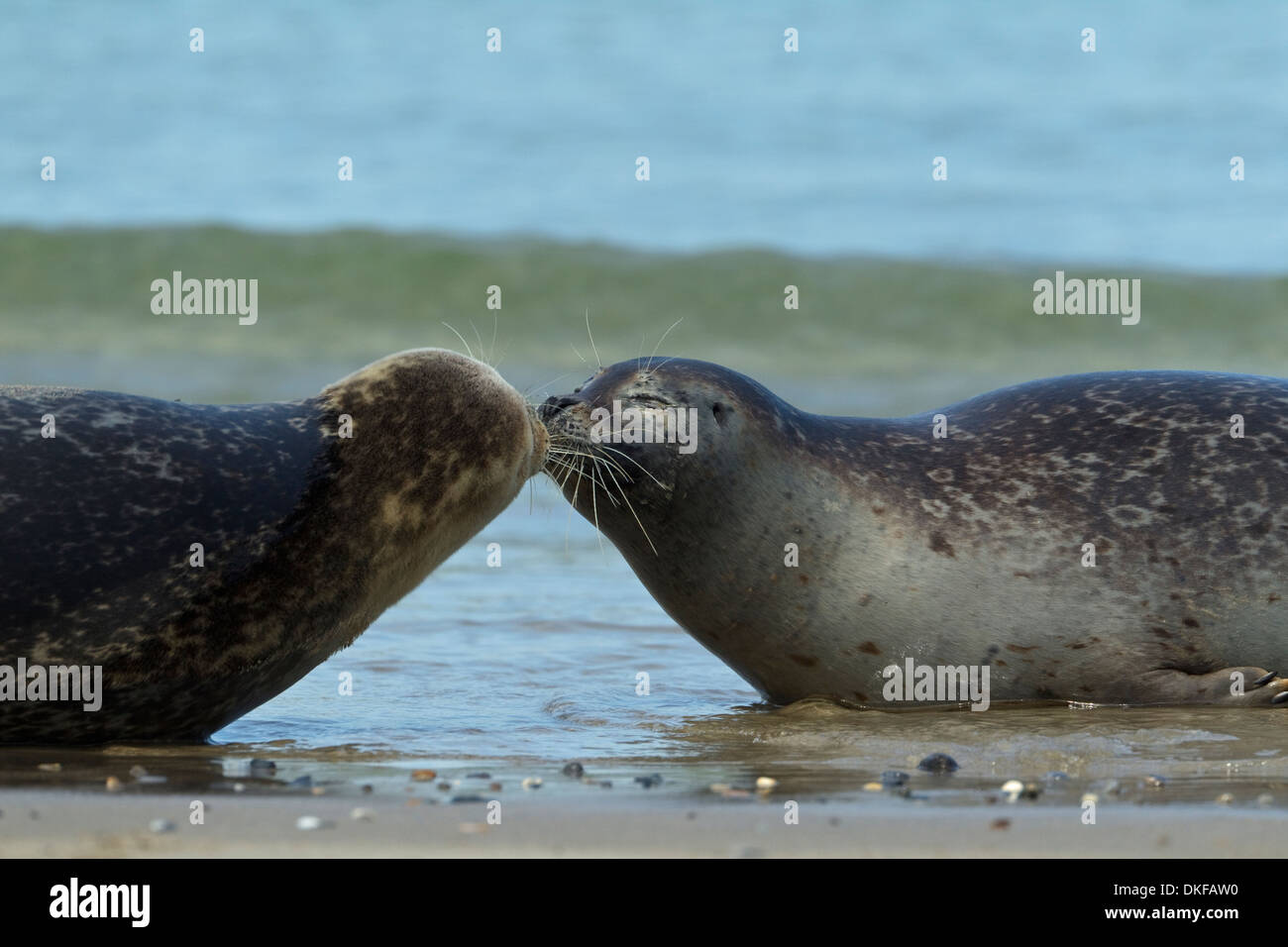 Seals kissing hi-res stock photography and images - Alamy
