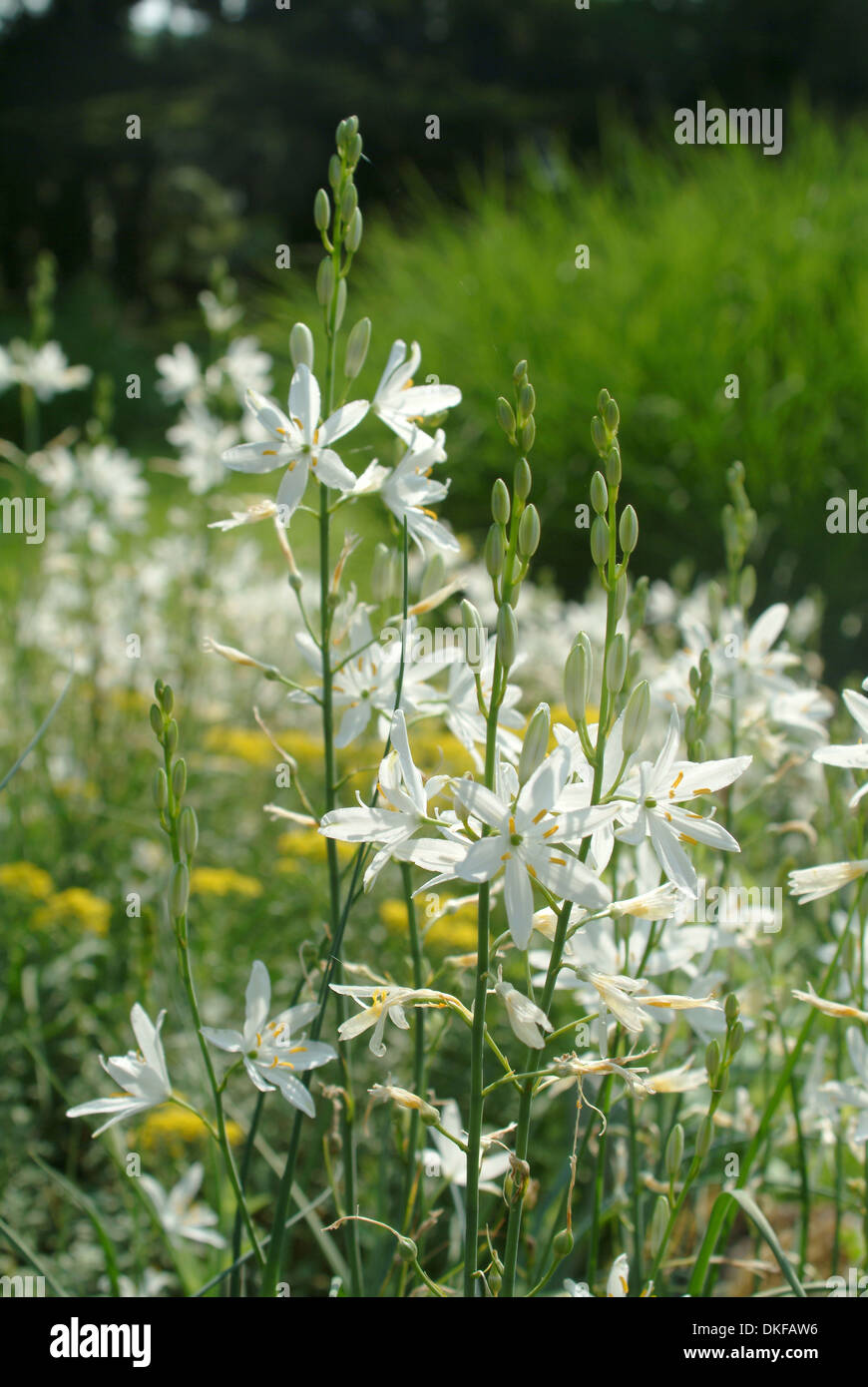 St bernards lily blooming hi-res stock photography and images - Alamy