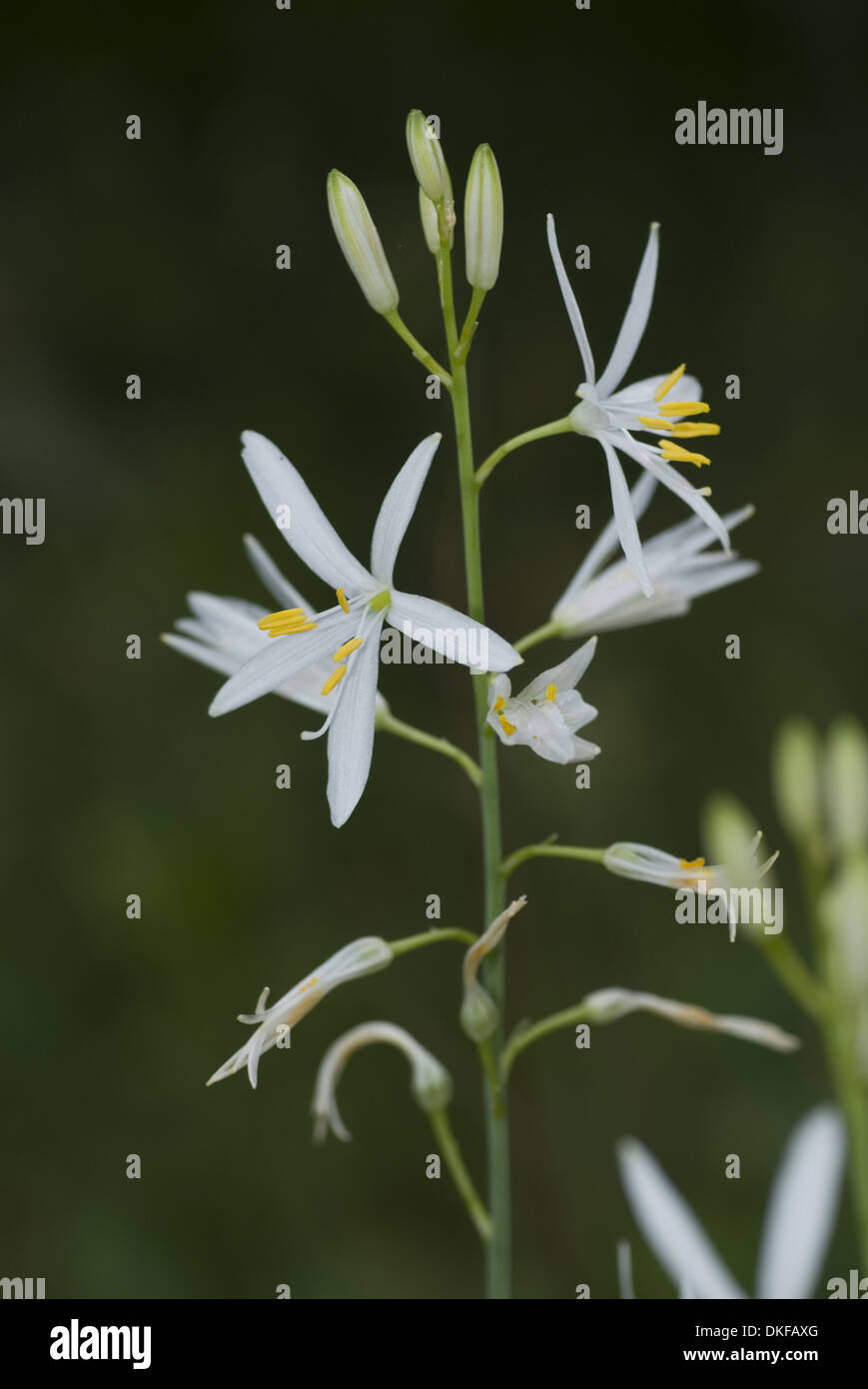 st bernard's lily, anthericum liliago Stock Photo - Alamy