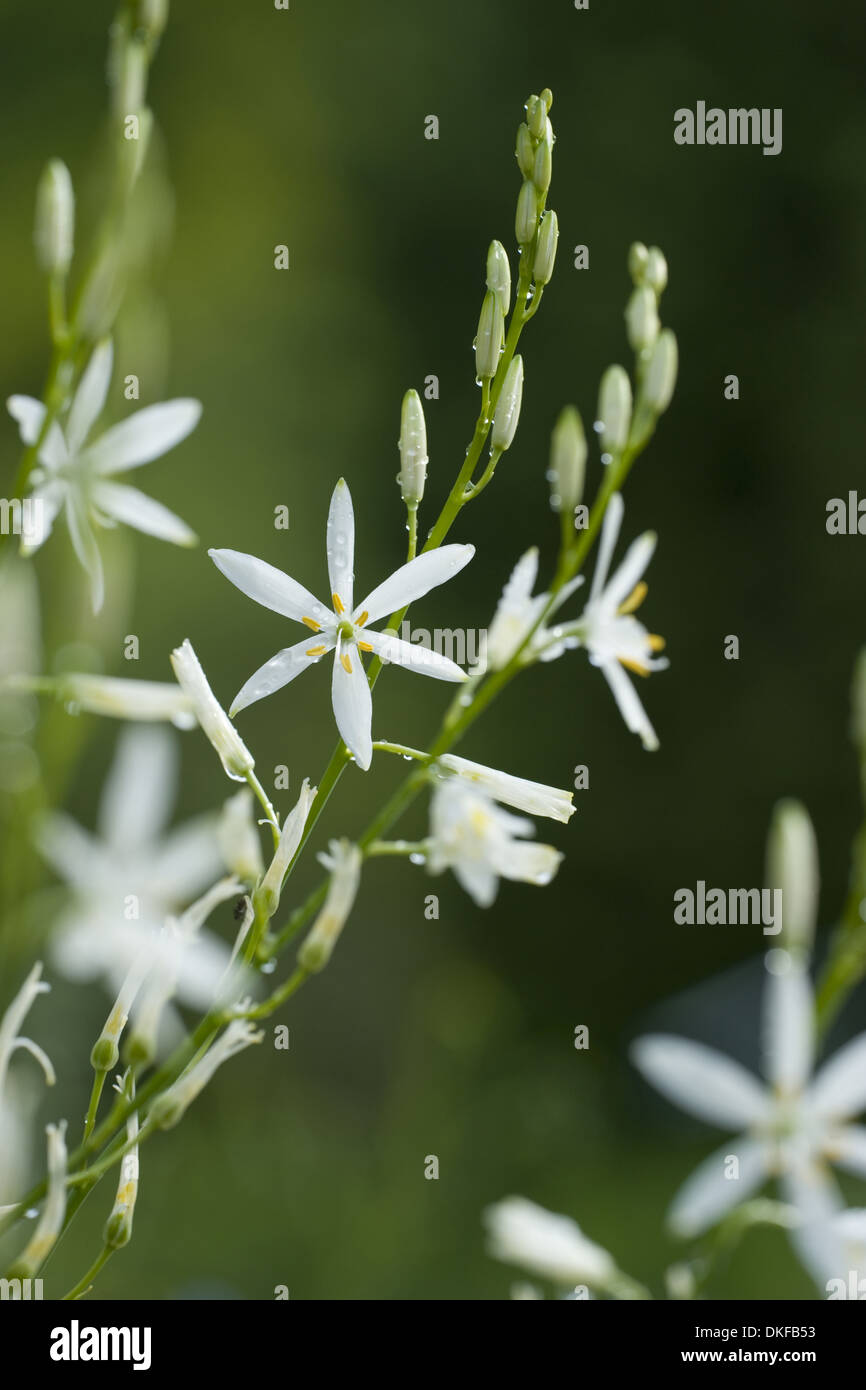 st bernard's lily, anthericum liliago Stock Photo - Alamy