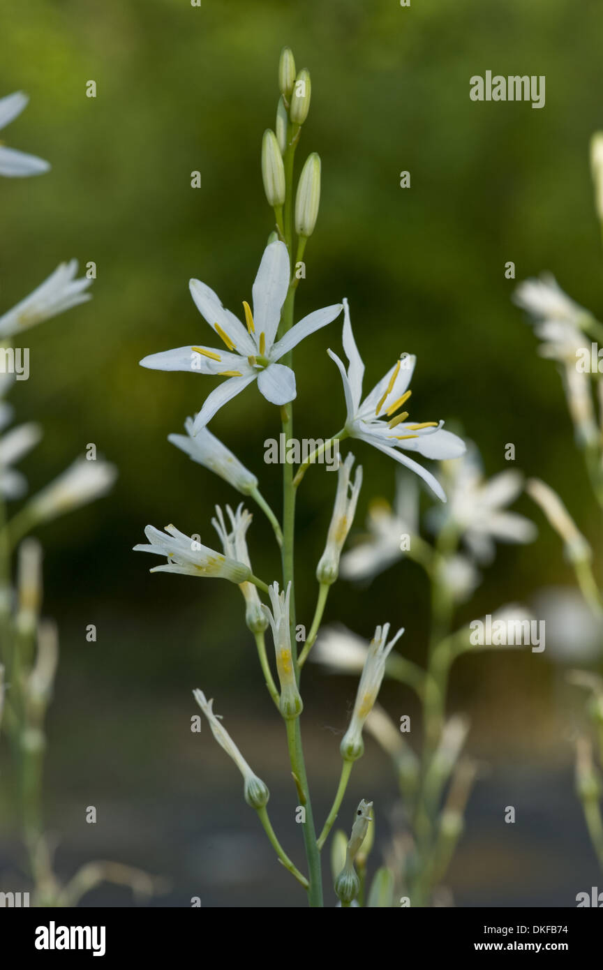 st bernard's lily, anthericum liliago Stock Photo - Alamy