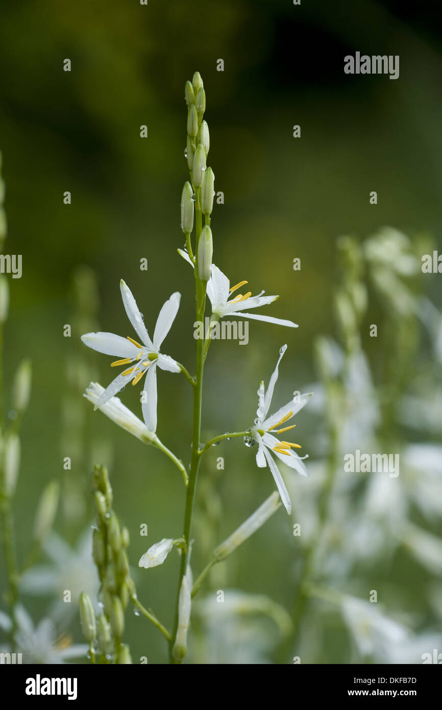 st bernard's lily, anthericum liliago Stock Photo - Alamy