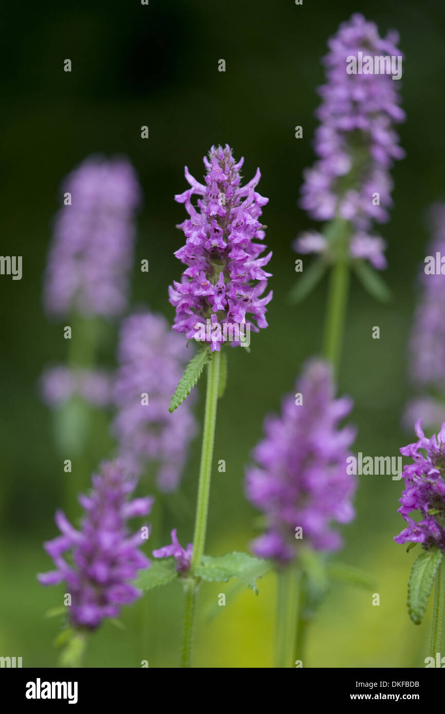 wood betony, betonica officinalis, stachys officinalis Stock Photo - Alamy