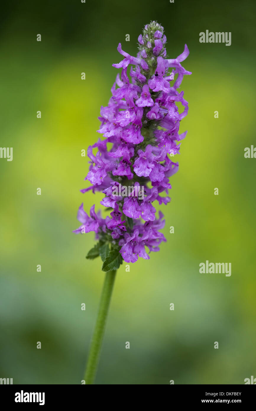wood betony, betonica officinalis, stachys officinalis Stock Photo - Alamy
