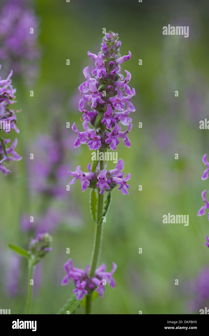 wood betony, betonica officinalis, stachys officinalis Stock Photo - Alamy