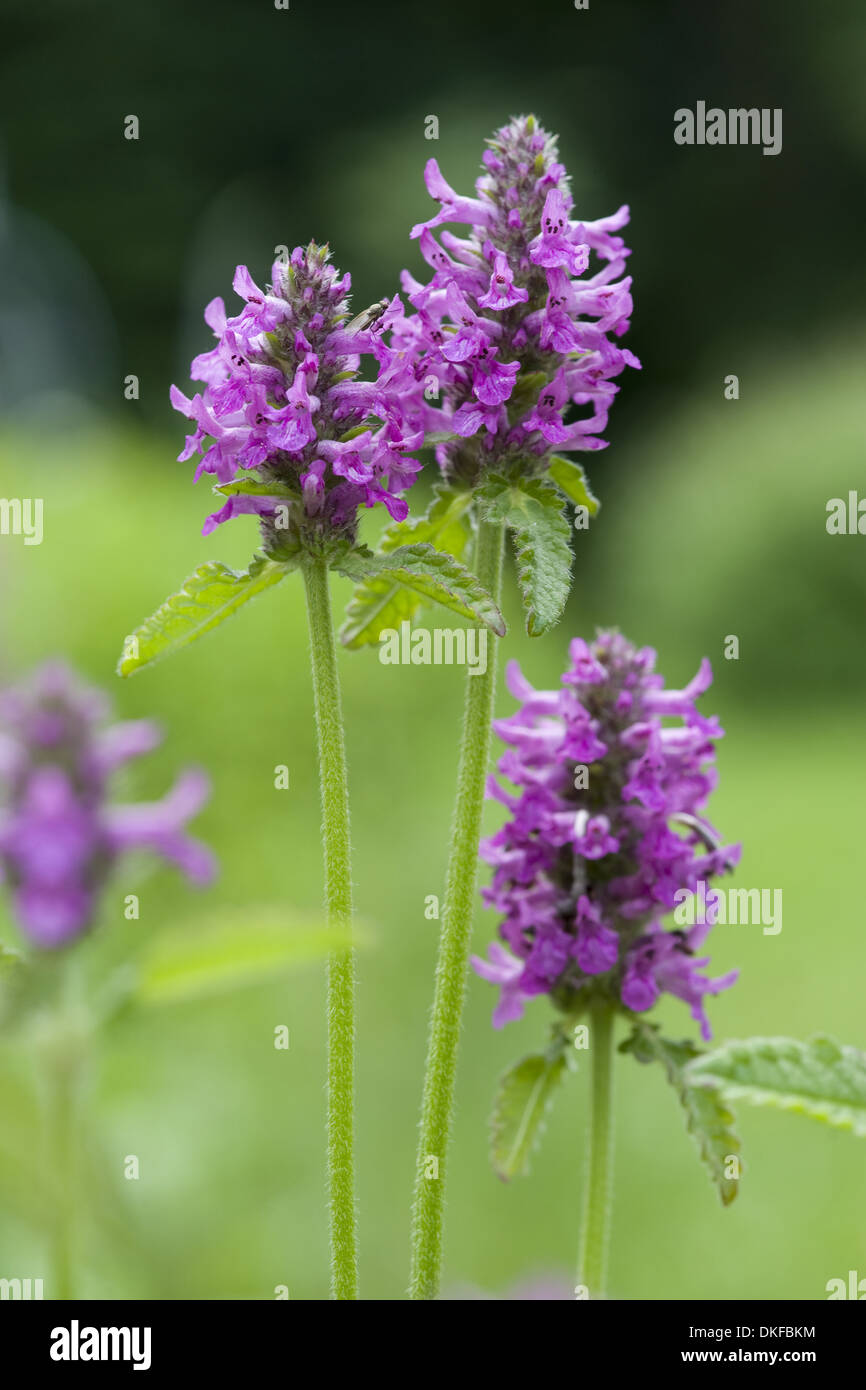 wood betony, betonica officinalis, stachys officinalis Stock Photo - Alamy