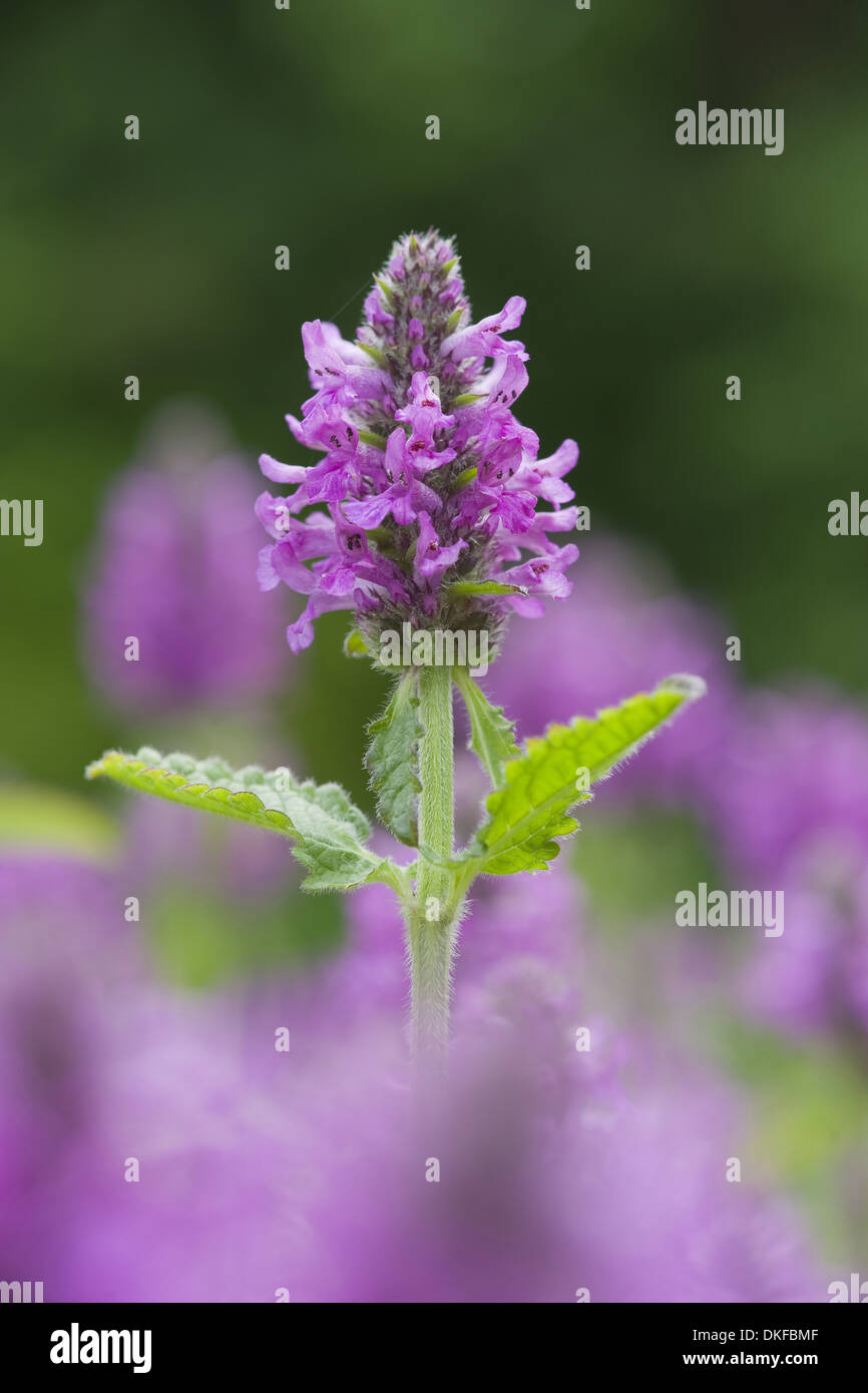 wood betony, betonica officinalis, stachys officinalis Stock Photo - Alamy