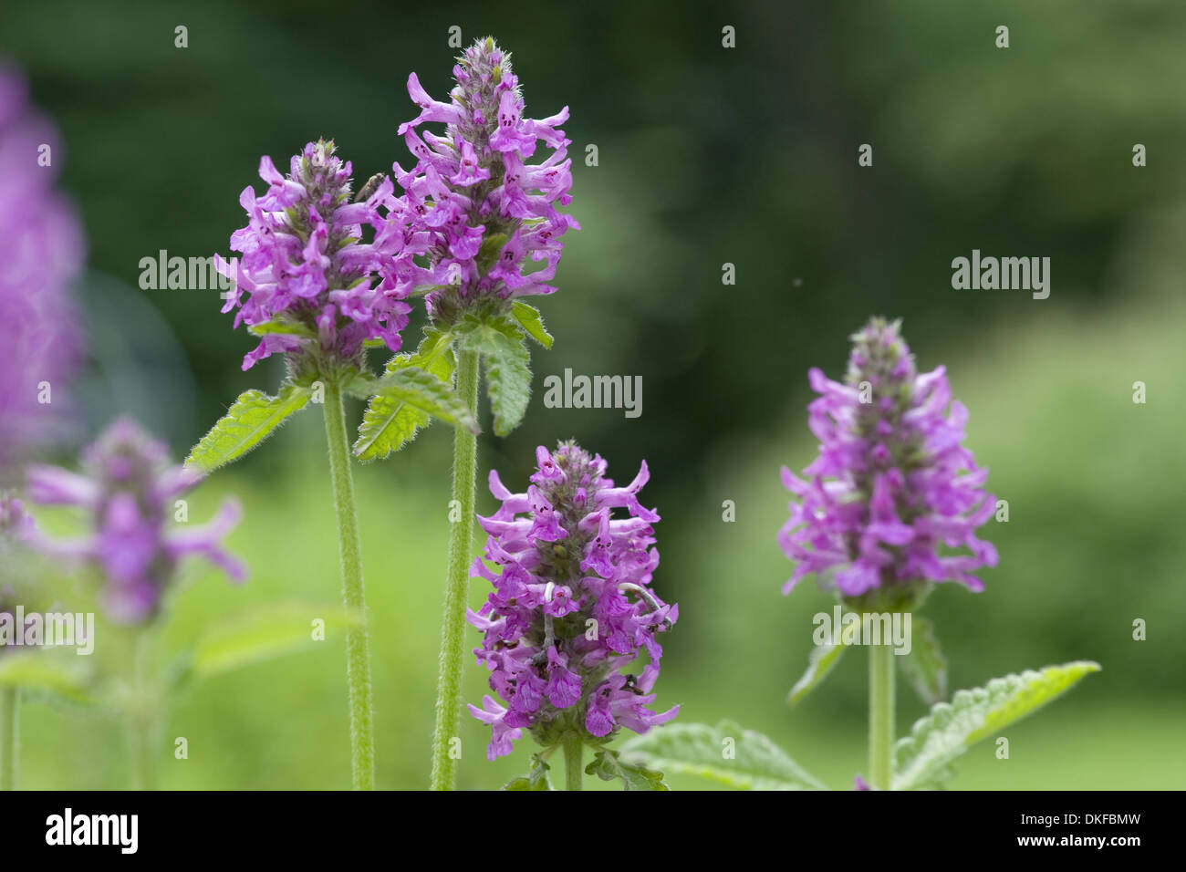 wood betony, betonica officinalis, stachys officinalis Stock Photo - Alamy