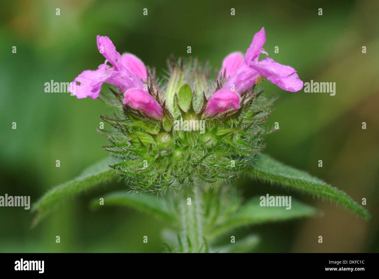 wild basil, clinopodium vulgare Stock Photo - Alamy